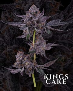 Premium Flower Strains – Hempkings Cannabis